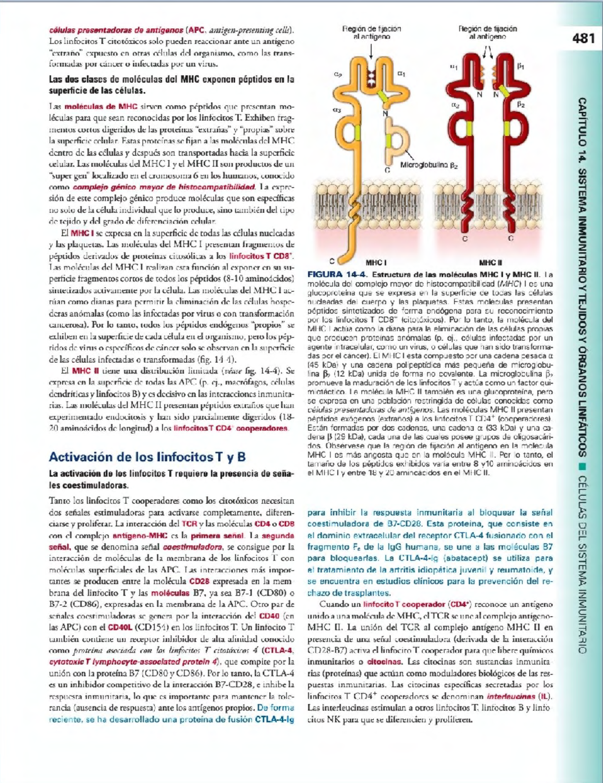 Libro DE Histologia ROSS - células presentadoras de antígenos ( APC ...