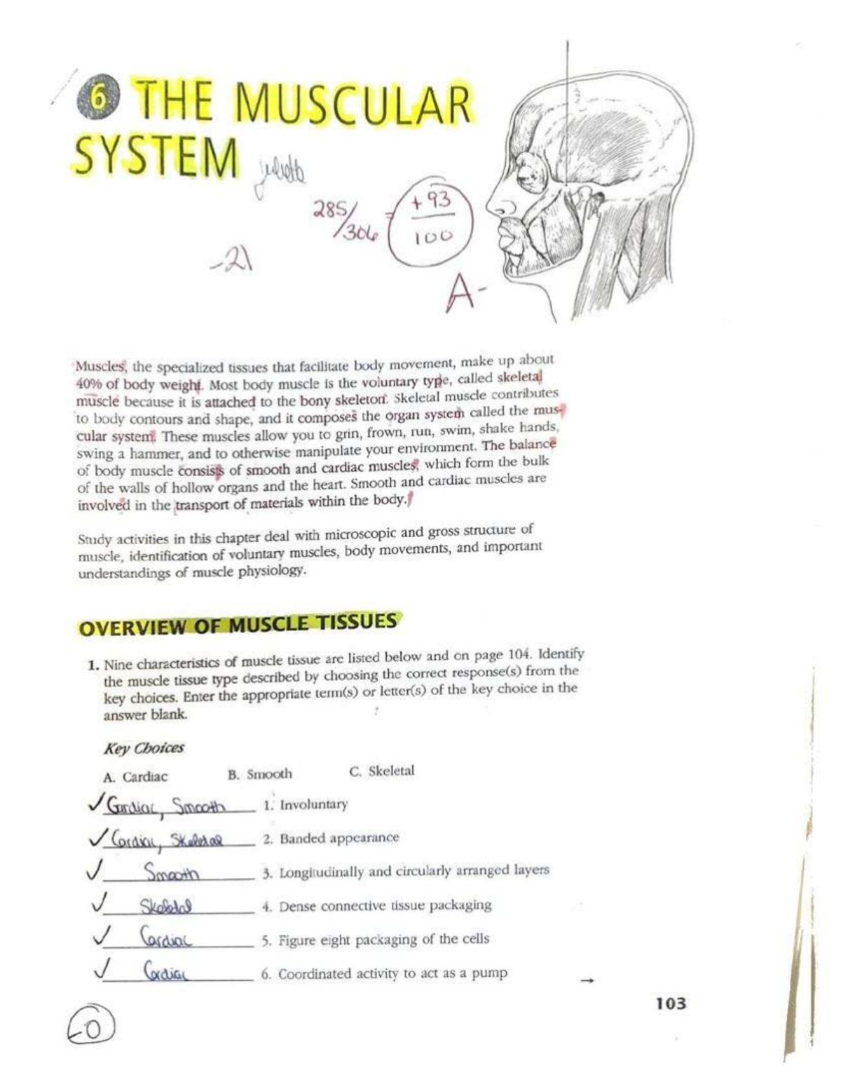 Muscular System Study Notes - Anatomy 306 Final Exam - Studeersnel
