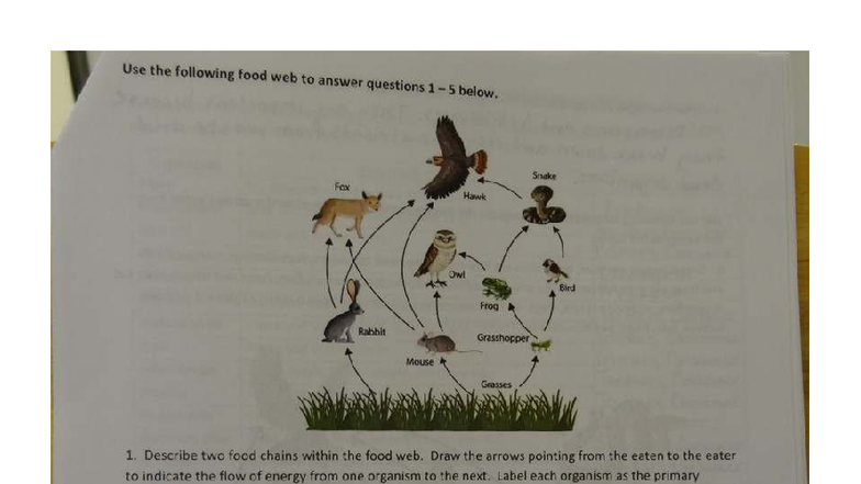 Ecosystems (BIO 101) Final Exam Answer Key and Food Web Analysis - Studocu