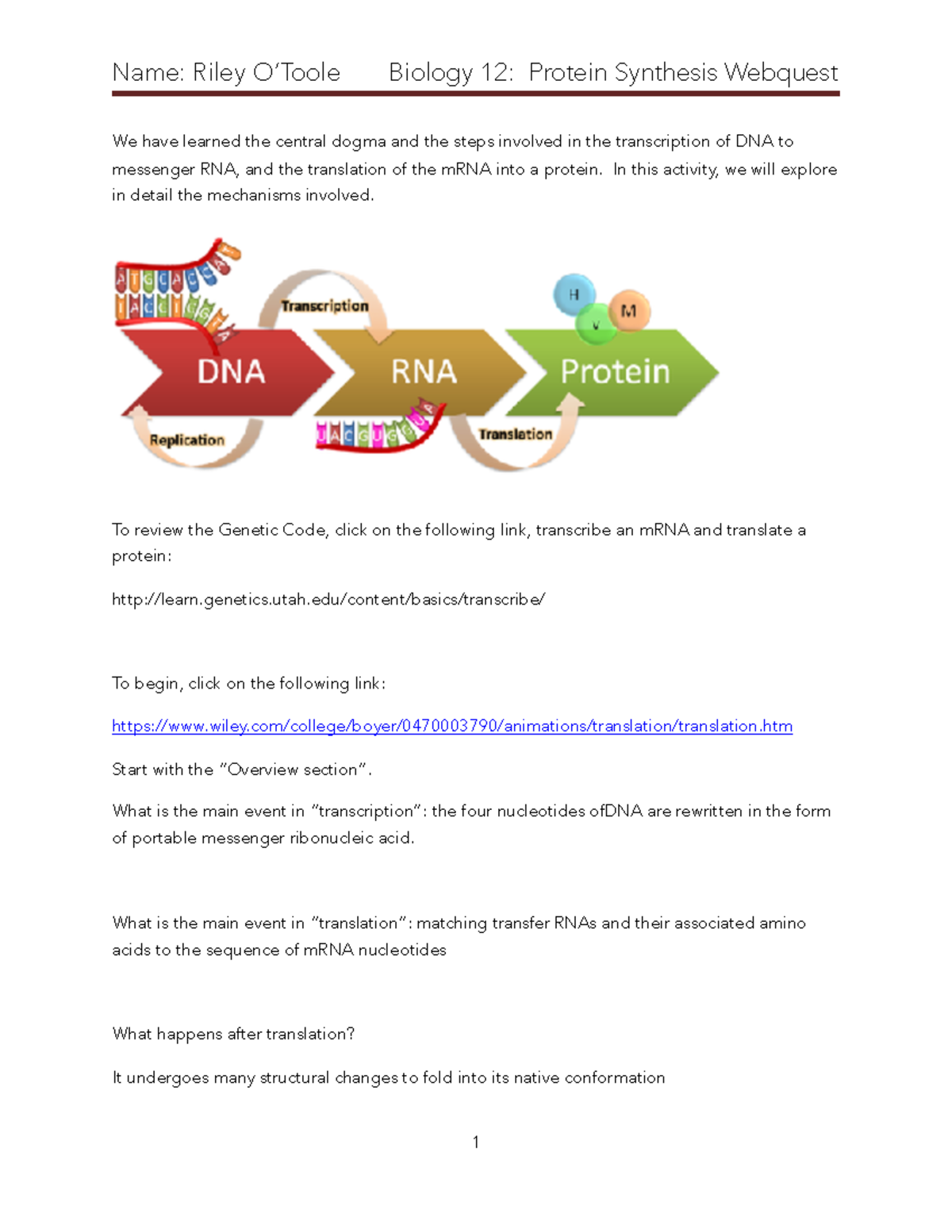 Protein Synthesis Webquest: Understanding Transcription & Translation ...