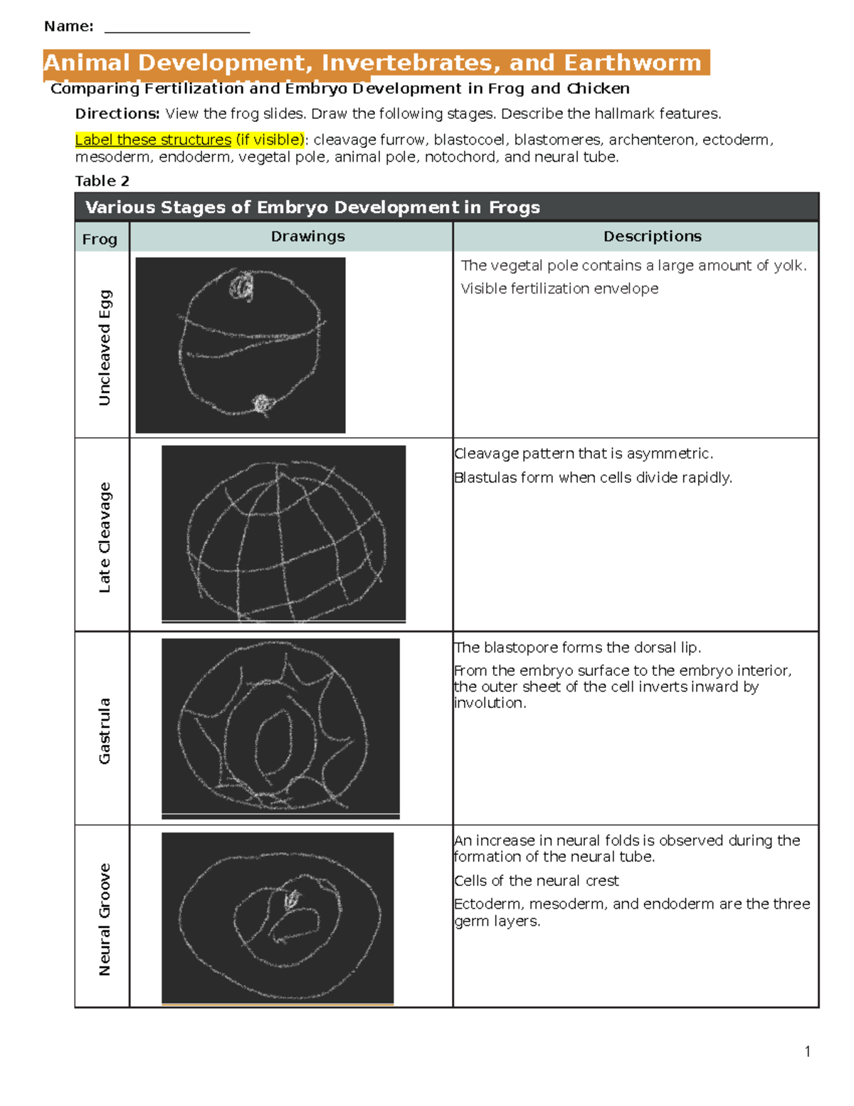 Worksheet Invertebrates - Comparing Fertilization and Embryo ...