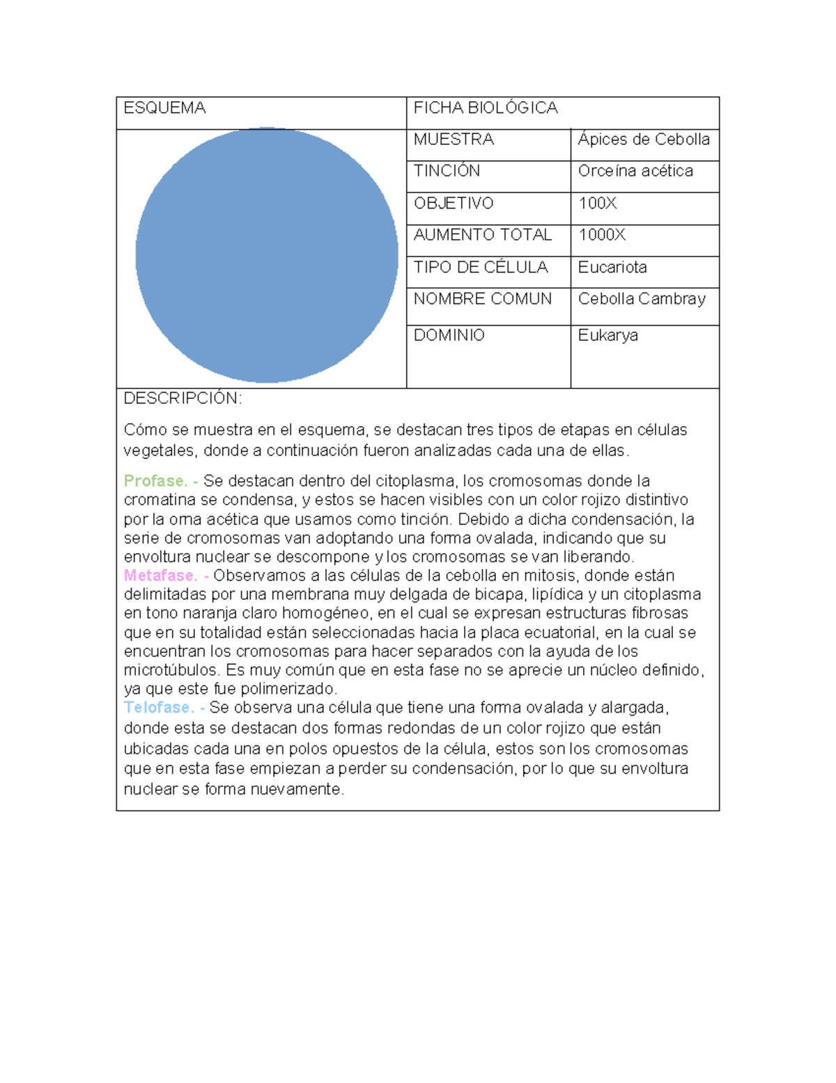 Esquema - ficha - ESQUEMA FICHA BIOLÓGICA MUESTRA Ápices de Cebolla ...
