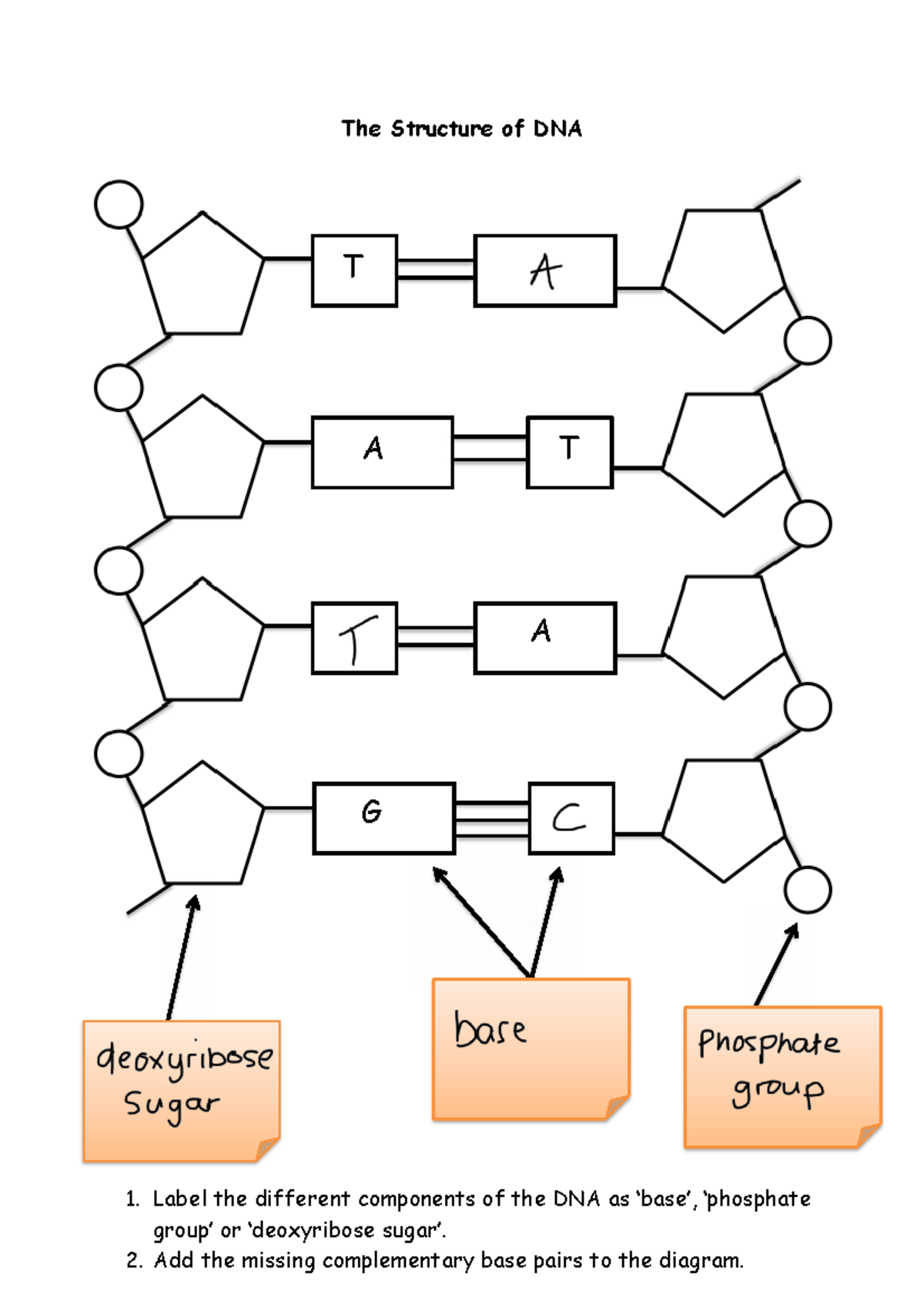 The Structure of DNA - My dna work - The Structure of DNA T A T Label ...