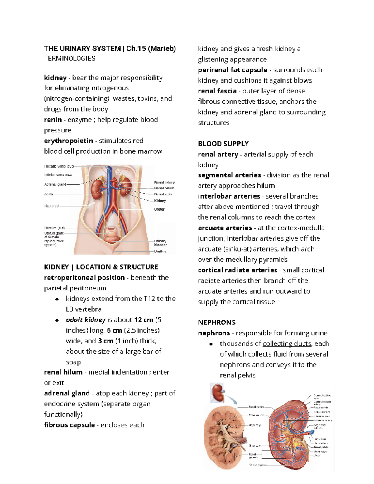 THE Urinary System - Marieb CH. 16 - THE URINARY SYSTEM | Ch (Marieb ...