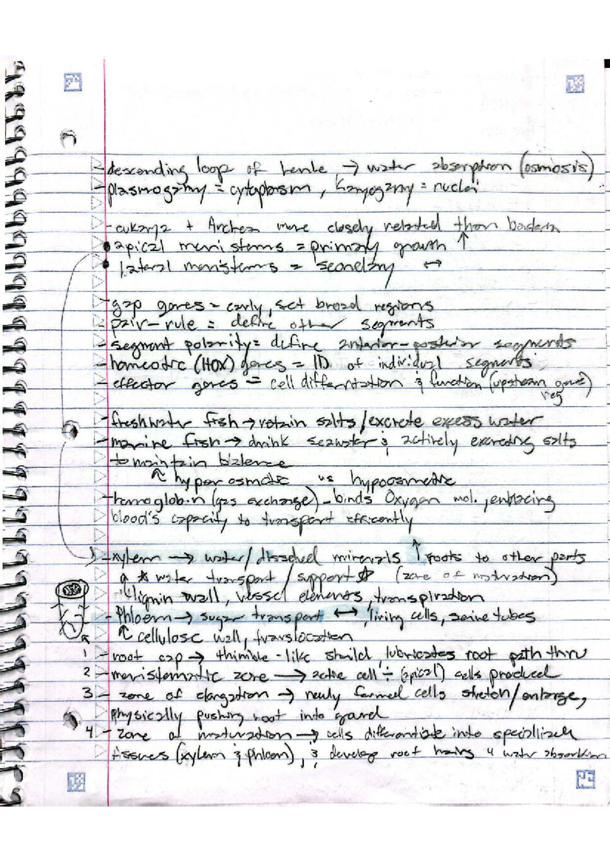 Biology Lecture Notes: Genetics and Physiology Concepts - Studocu