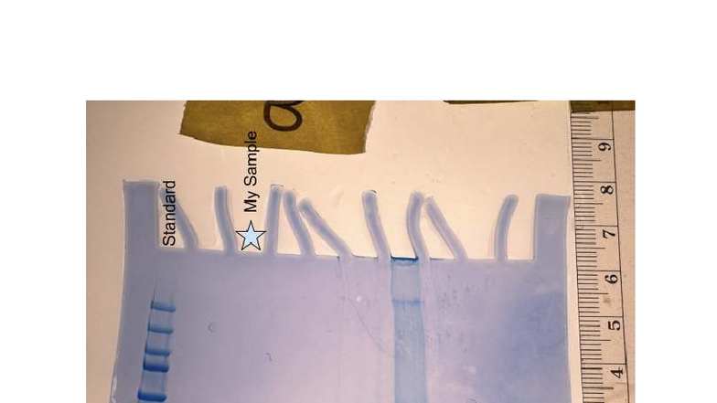 SDS-PAGE Analysis of Protein Bands and Molecular Weight - Studocu