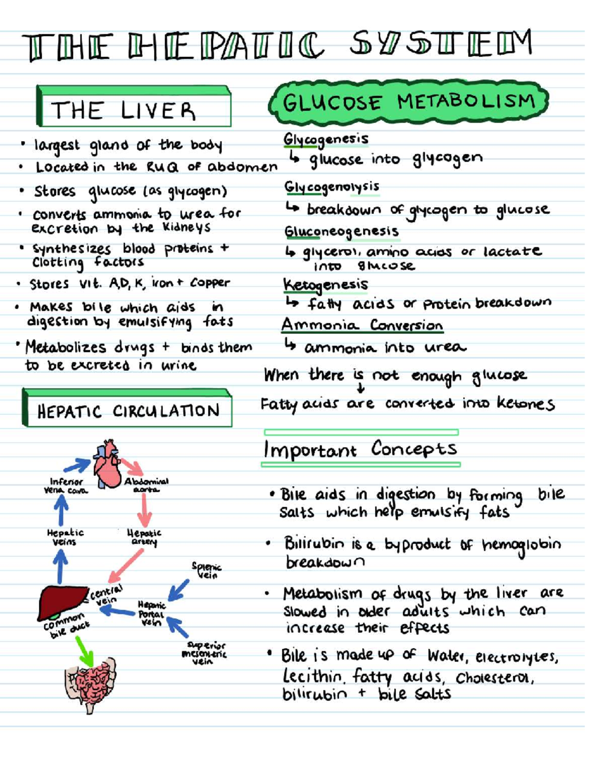 TMHE 7S: Hepatic Function & Liver Disease Overview - Studocu