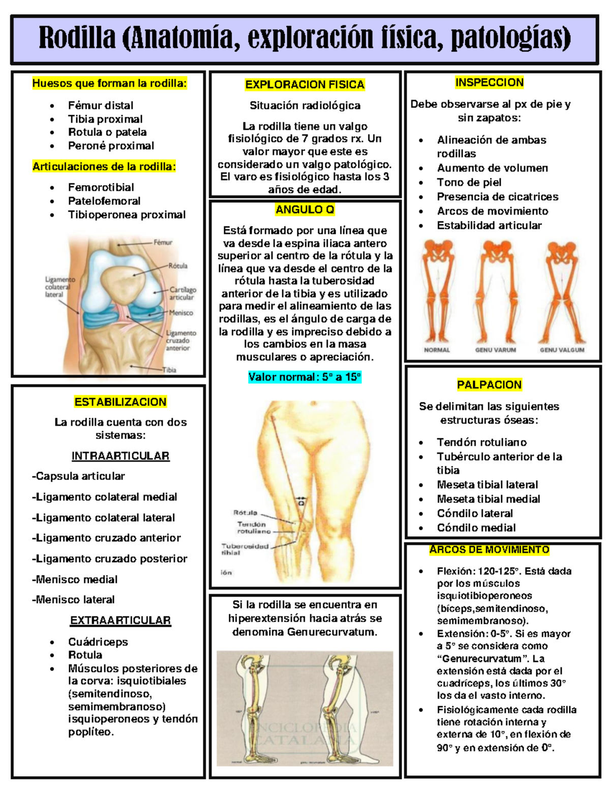 Anatomía y Patología de la Rodilla: Huesos, Lesiones y Tratamientos ...