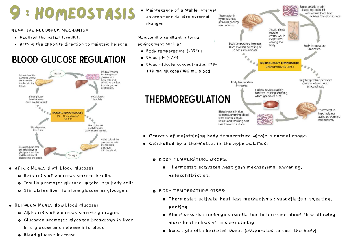 BIO 2 Notes: Homeostasis and Negative Feedback Mechanisms - Studocu