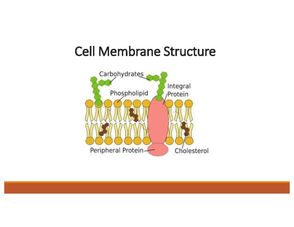 BIO 1121-8 Summary of Plasma Membrane Structure & Functions - Studocu