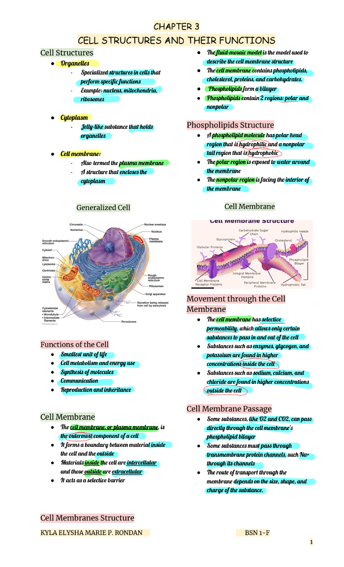 CHAPTER 3 CELL STRUCTURES & FUNCTIONS - Anaphy Notes - Studocu