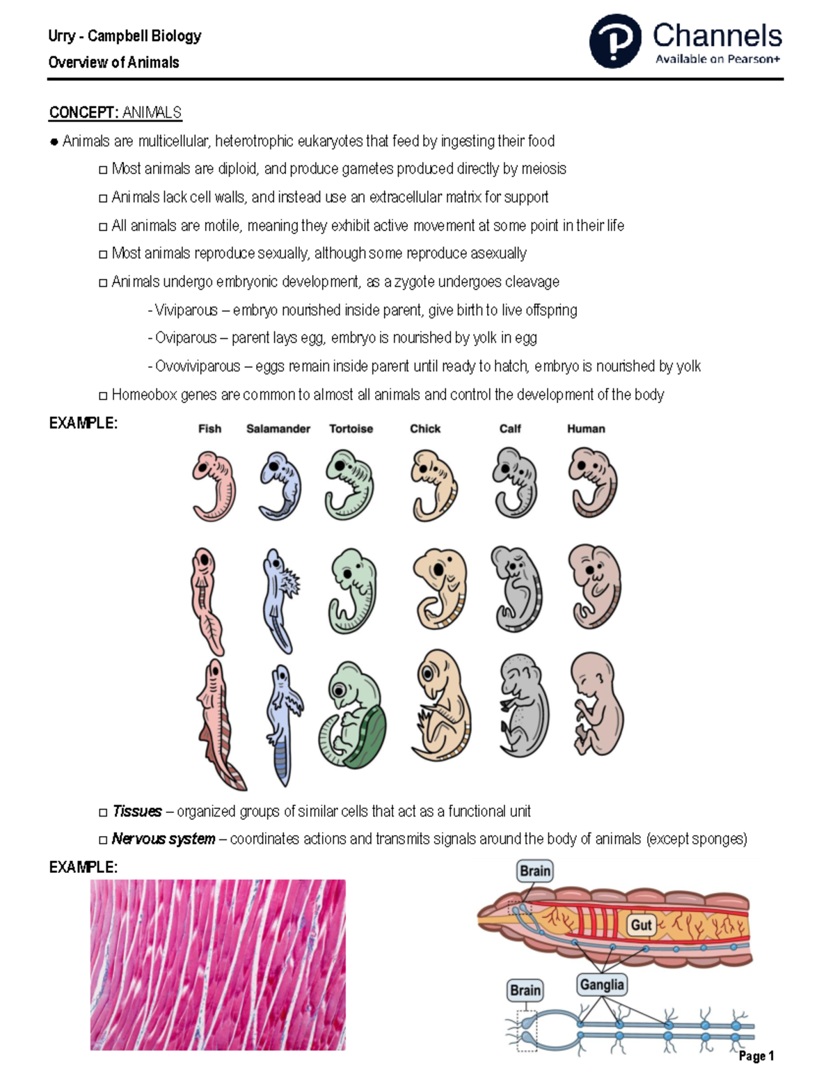 Biology 101: Overview of Animal Development and Structure - CONCEPT ...