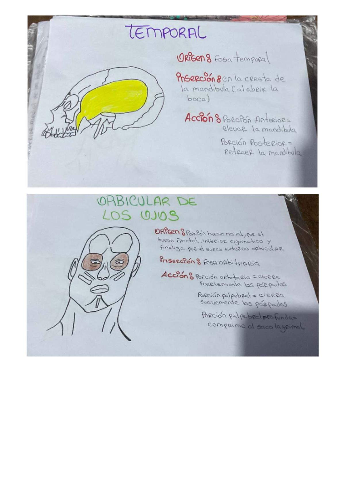 Dibujos anatomía - Anatomía - TEMPORAL ORiGen8 Fosa temporal insercion ...