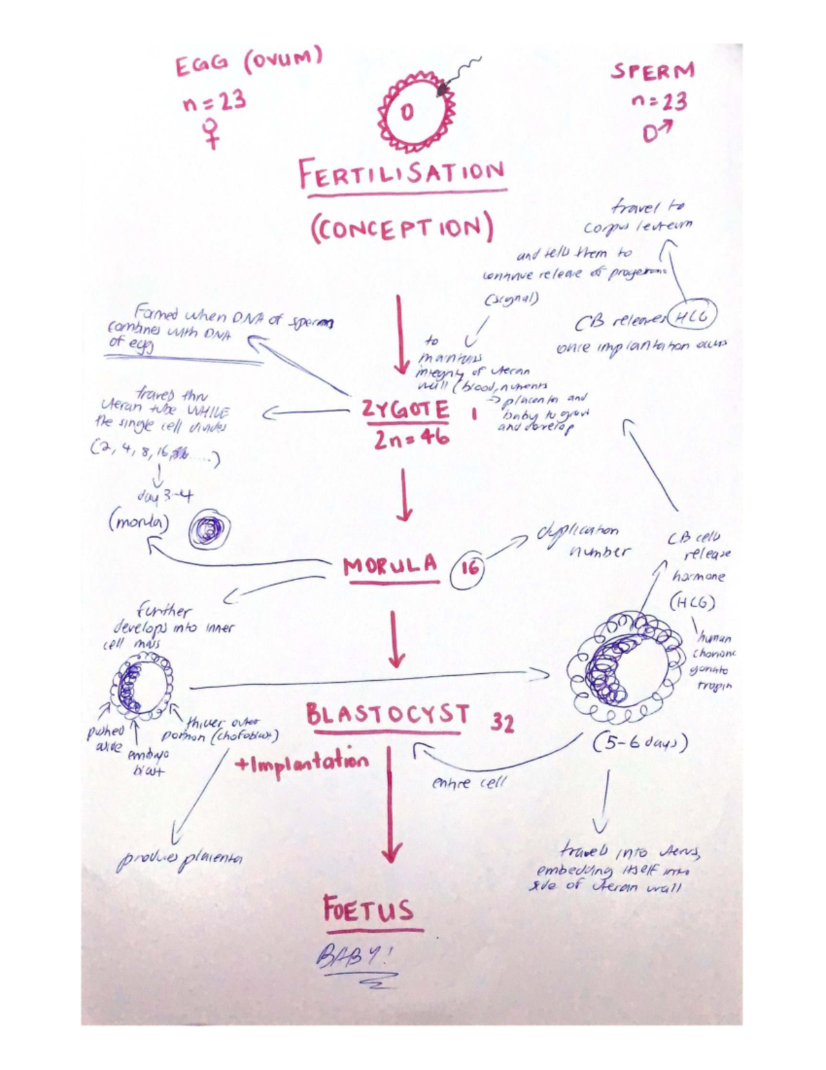 Fert & Impl: General Notes & Flowchart on Conception Process - Studocu