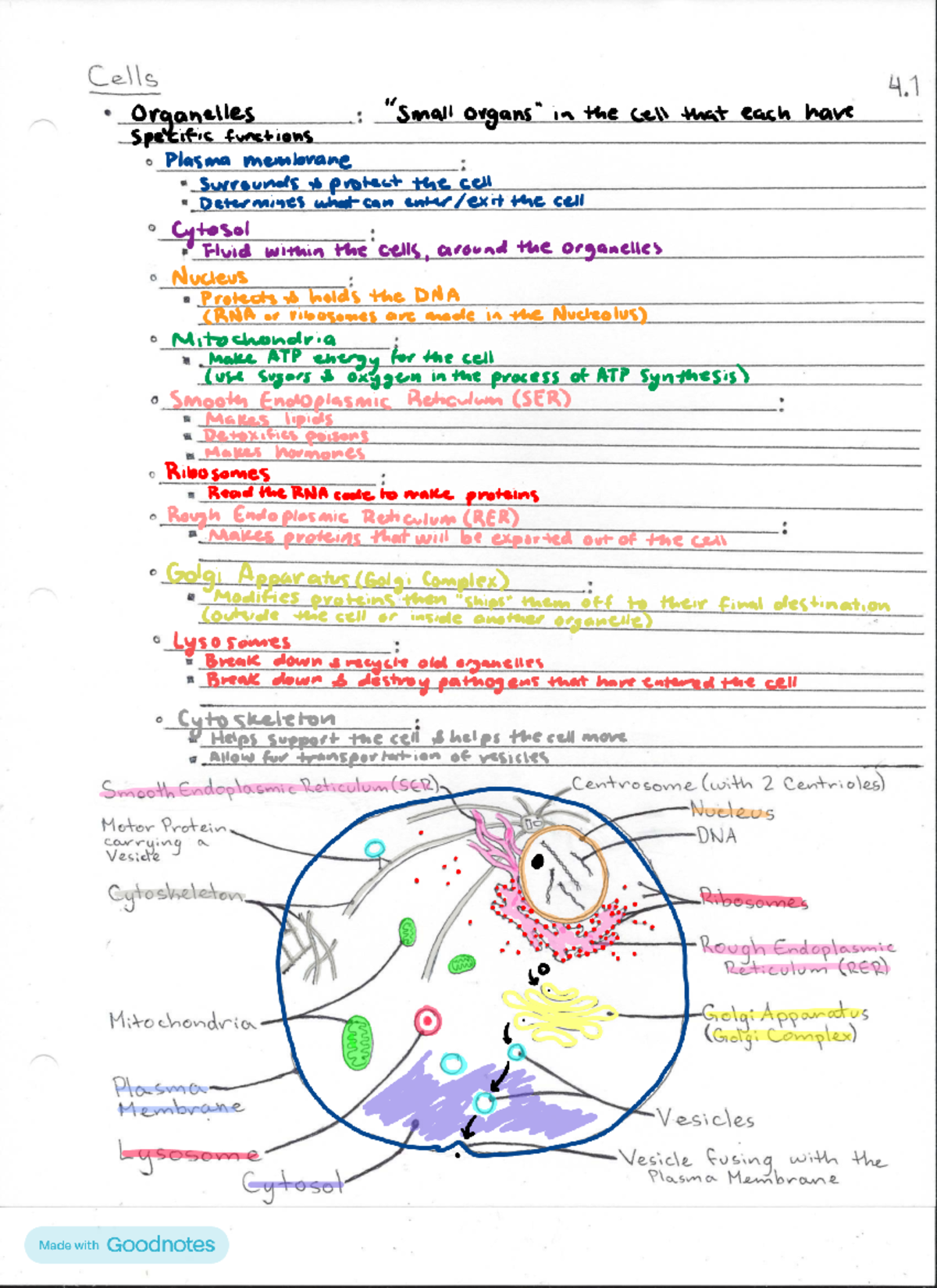 Cells: Organelles and Plasma Membrane Functions - Studocu