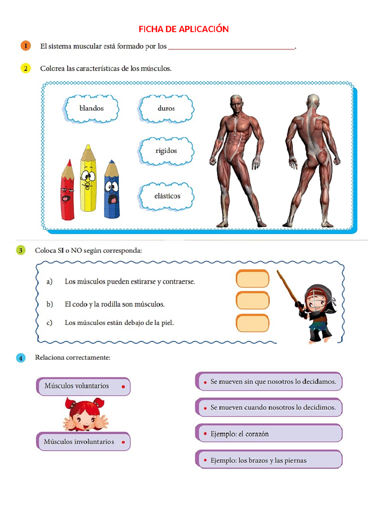 Ficha de los musculos - FICHA DE APLICACIÓN 1 El sistema muscular está ...
