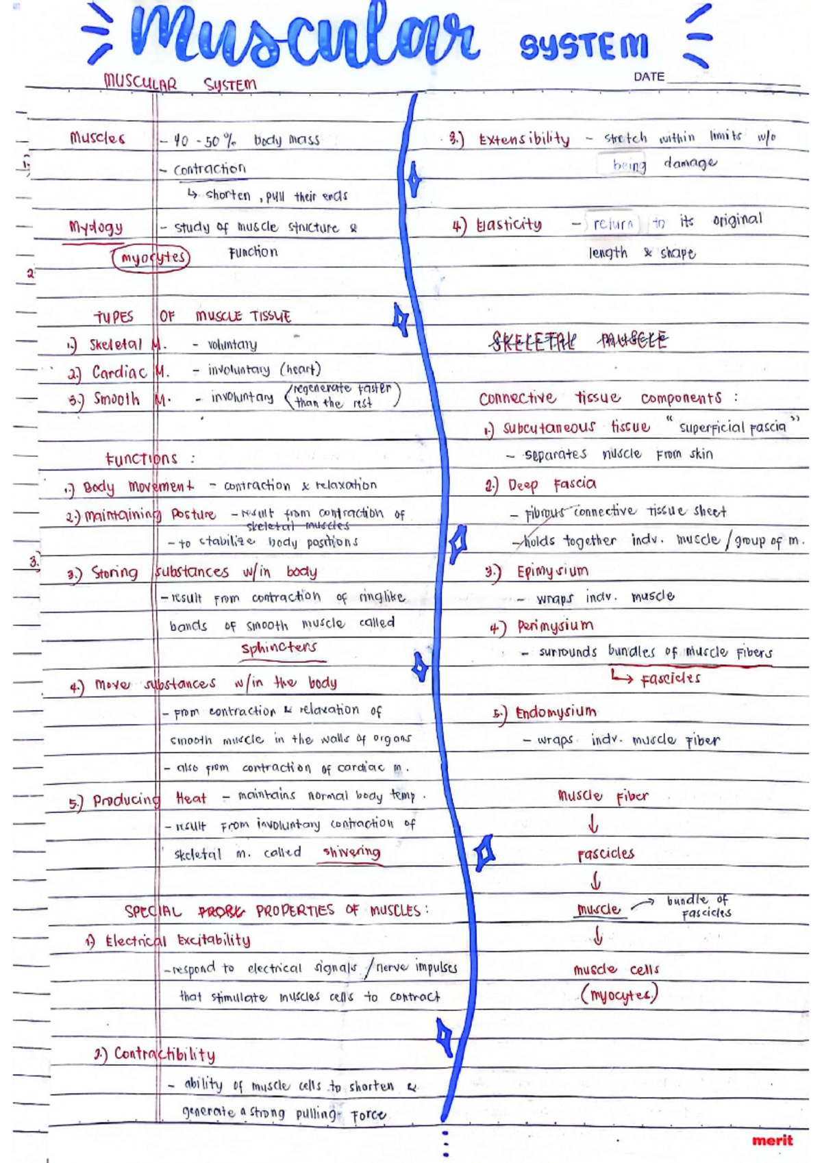 Muscular System Notes: Essential Concepts and Functions - Studocu