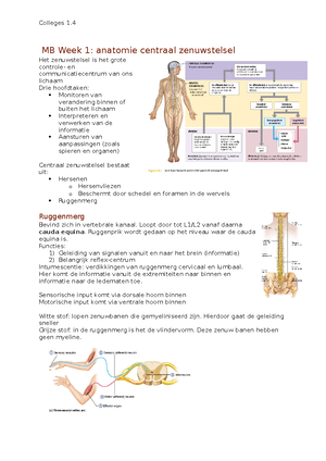 [Solved] Wat is het ASE model Geef 2 voorbeelden van dit model zowel ...