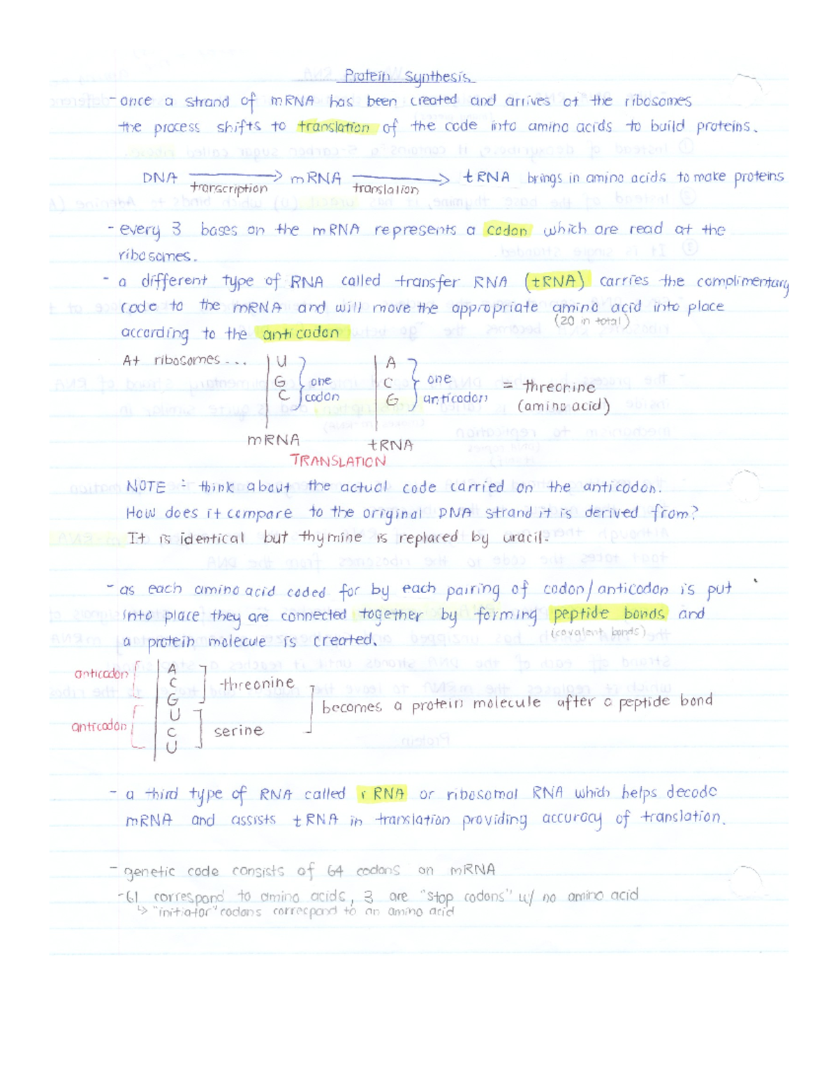 Protein Synthesis - Revision Notes for Biology 101 - Studocu