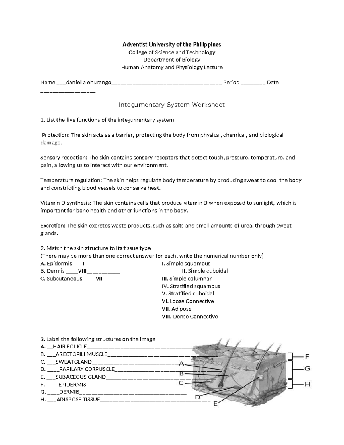 Integumentary System Lecture Notes - BIO 101 Assignment - Studocu