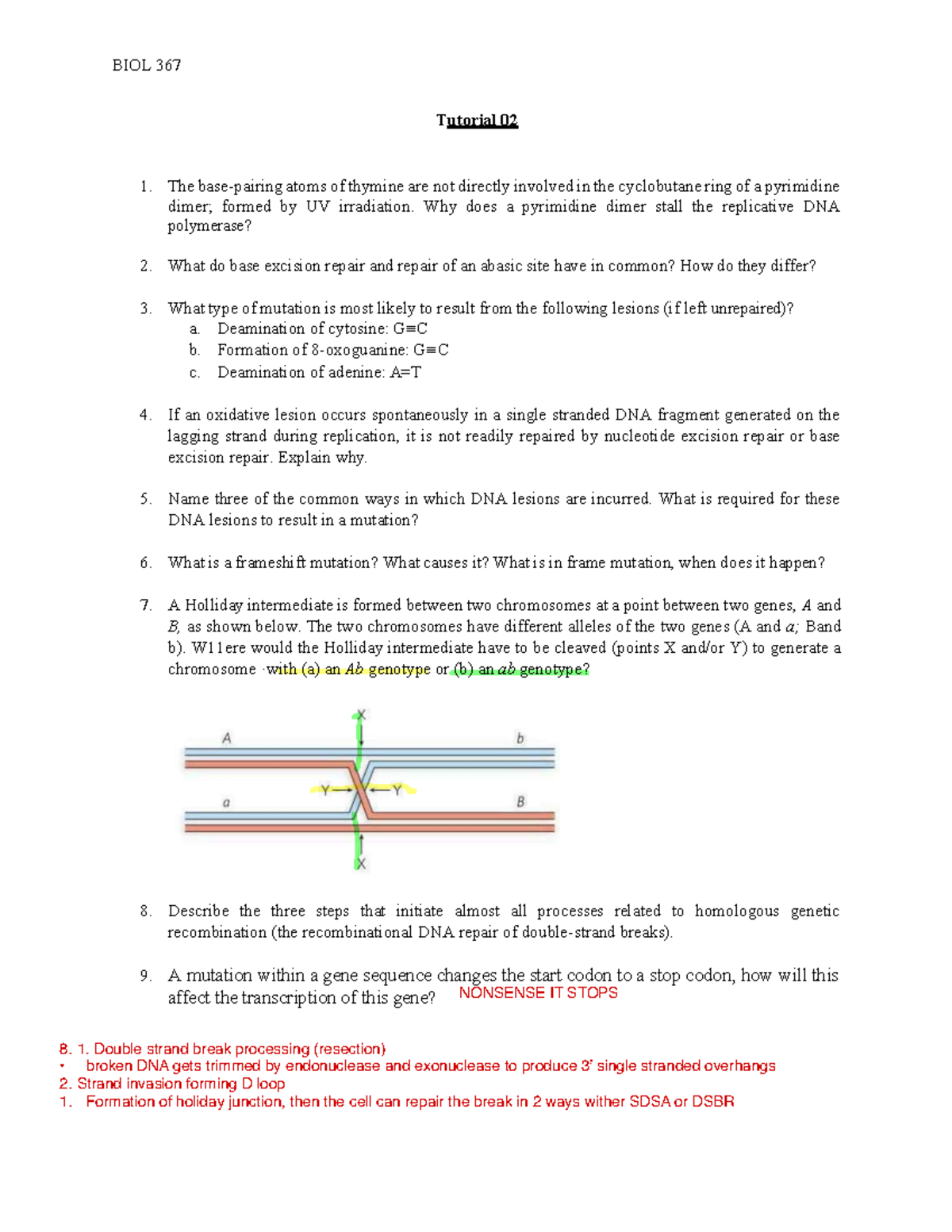 BIOL 367 Tutorial 02: DNA Repair Mechanisms and Mutations - Studocu