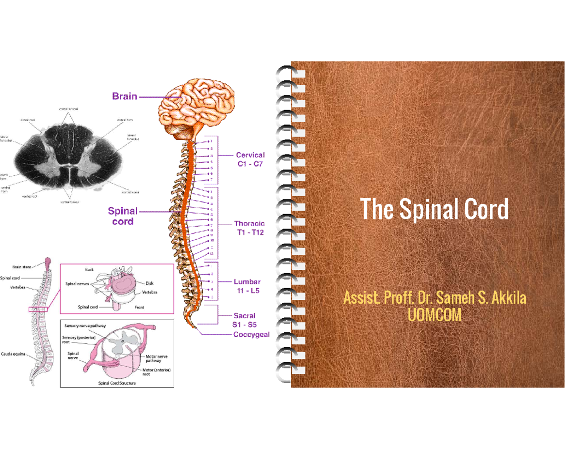 UOMCOM Spinal Cord Overview: Key Features & Functions - Studocu