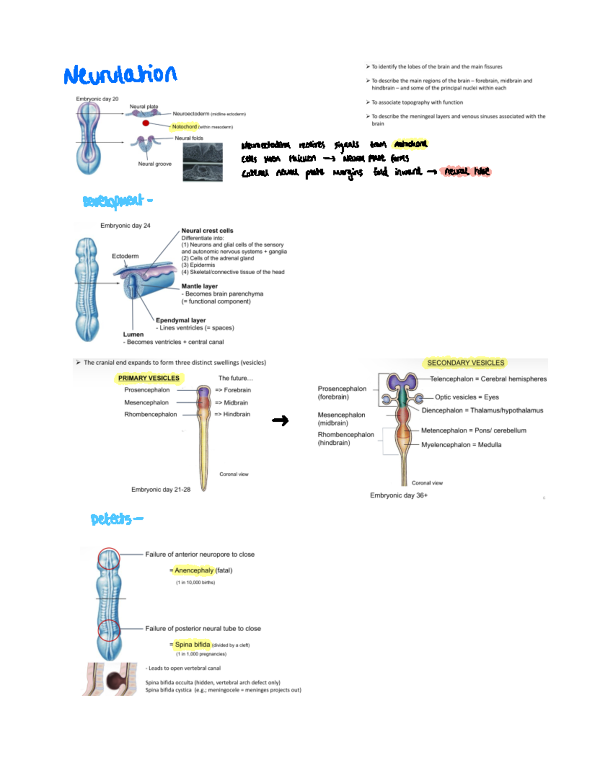 Brain and associated structures - Neurulation Neuroectoderm receives ...