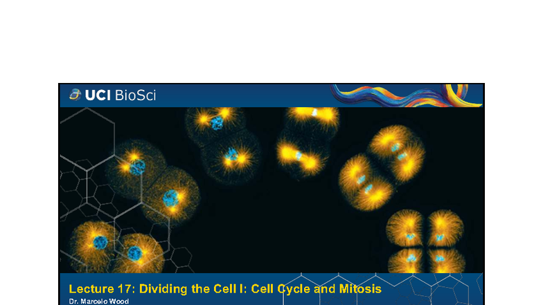 Lecture 17: Cell Cycle & Mitosis Overview - Bio93 Notes - Studocu