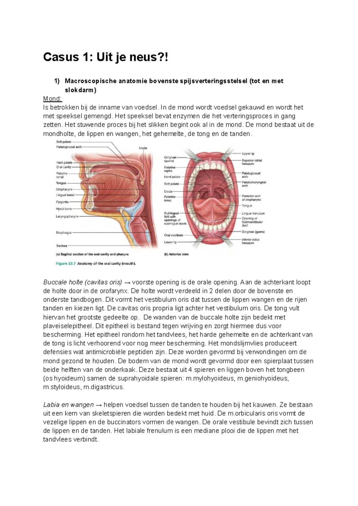 Casus 1: Anatomie en Fysiologie van de Mond en Slikken - Studeersnel