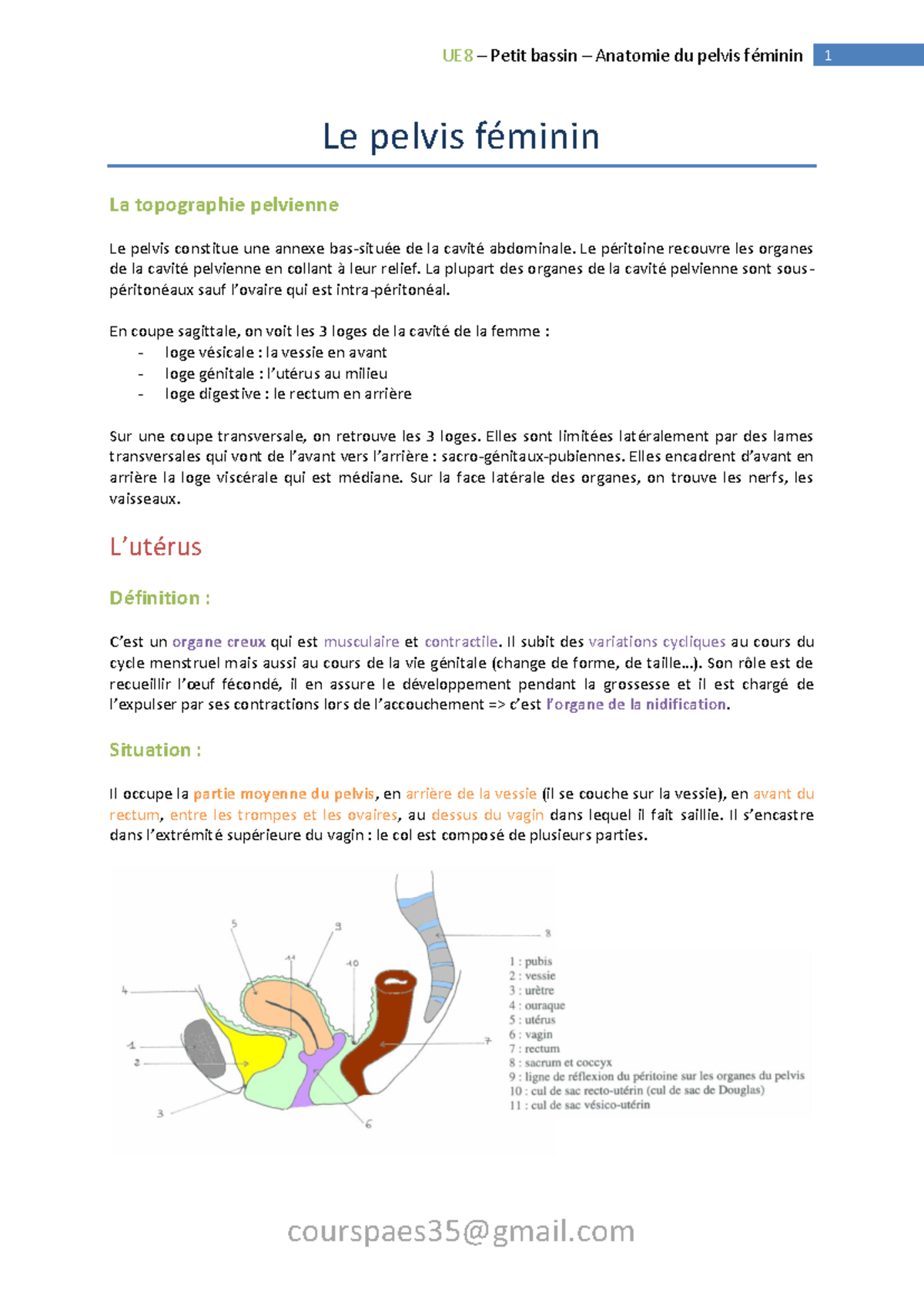 Le pelvis féminin - Le pelvis féminin La topographie pelvienne Le ...