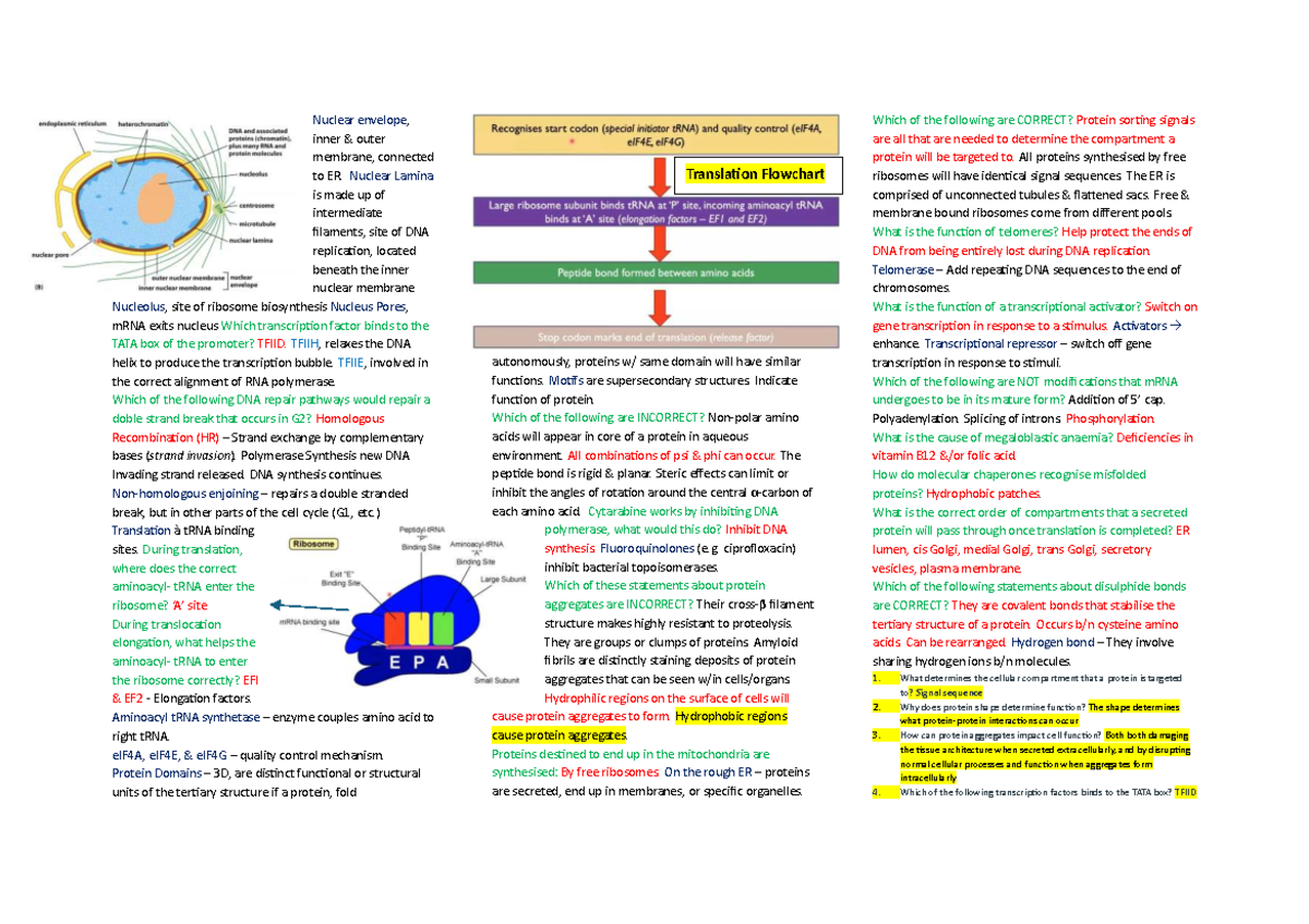 Nuclear Biology Study Guide: Key Concepts & Processes - Studocu