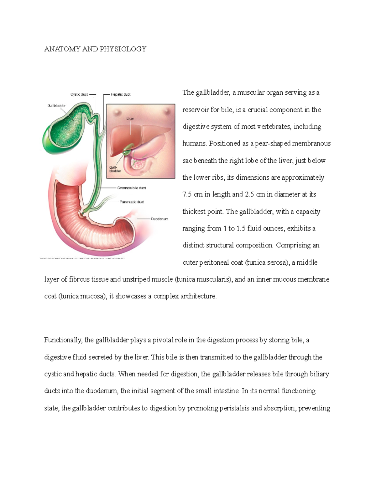Anatomy and Physiology- chole - ANATOMY AND PHYSIOLOGY The gallbladder, a muscular organ serving ...
