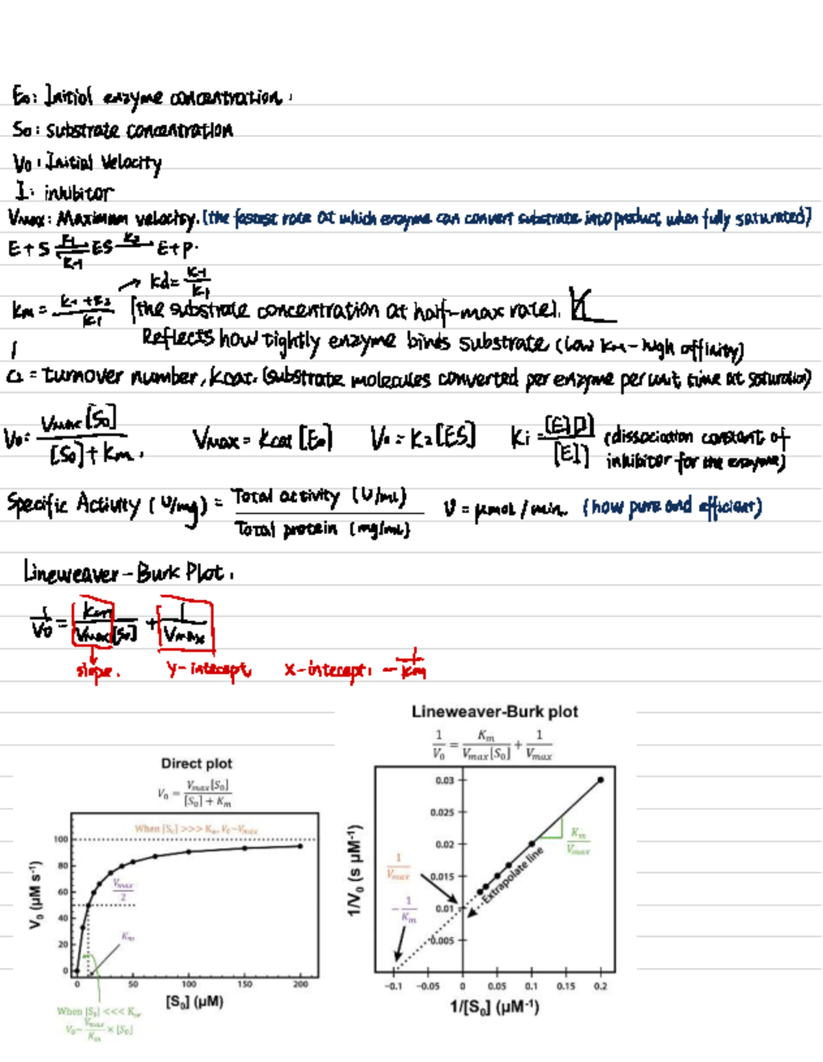Enzyme Kinetics: Understanding Initial Velocity and Concentrations ...
