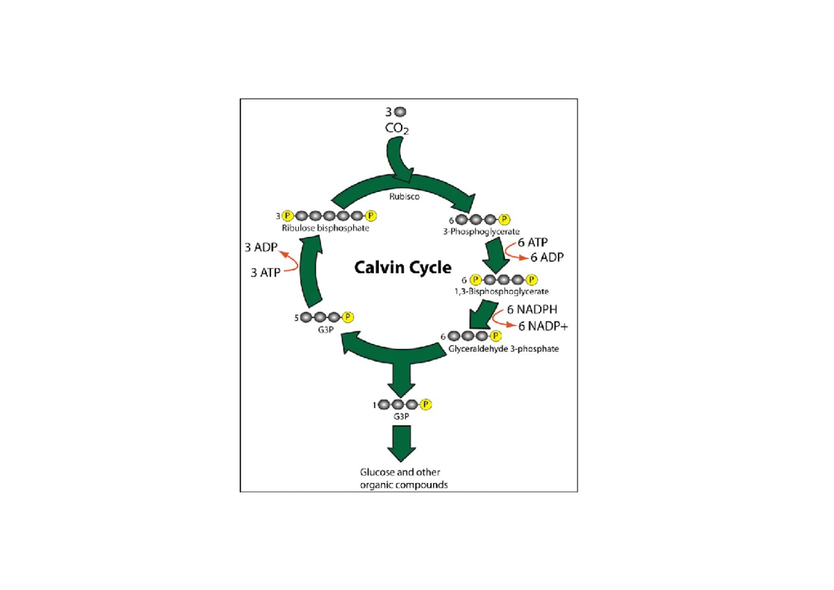 Photosynthesis - Calvin Cycle diagram - 30 CO2 Rubisco 3 P P Ribulose ...