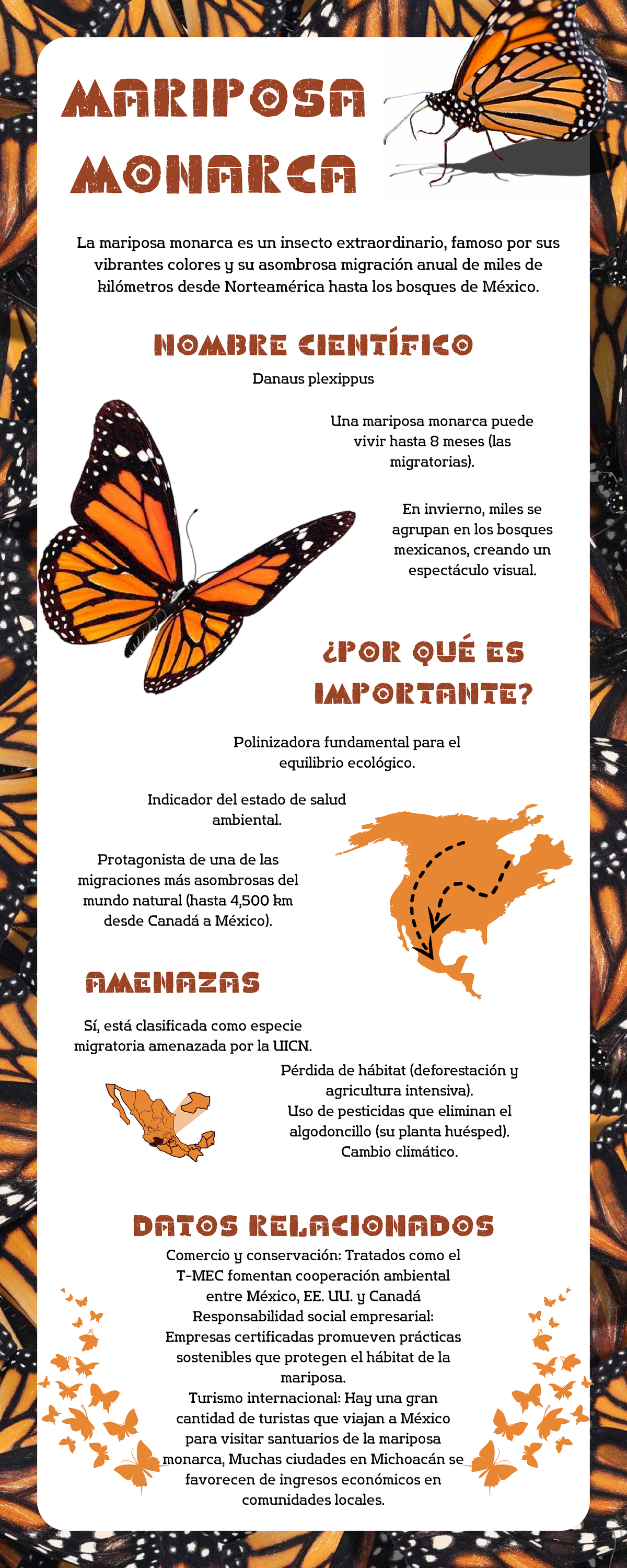 Identificación De La Mariposa Monarca