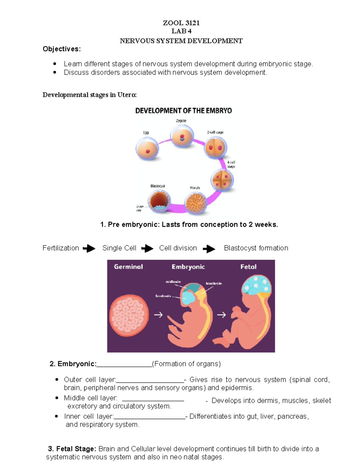 Nervous System Development Lab 4 Handout: Key Stages & Disorders - Studocu