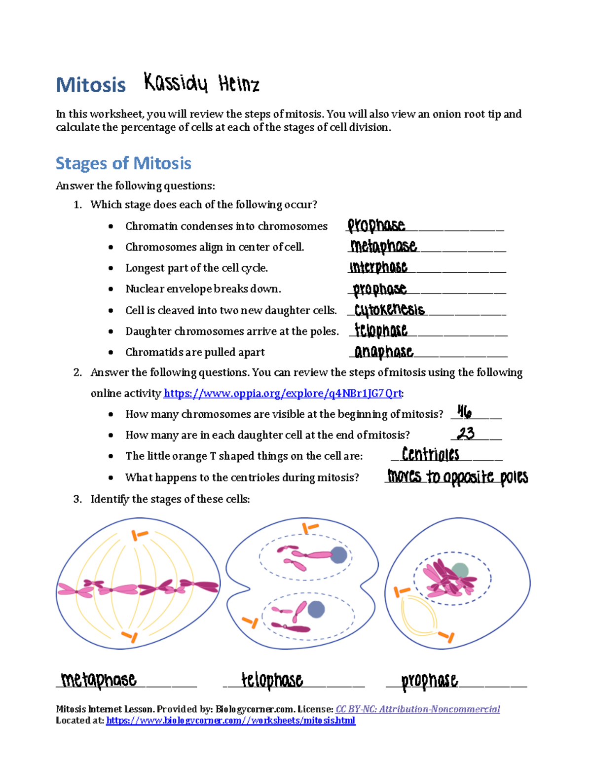 mitosis worksheet - Mitosis Internet Lesson. Provided by: Biologycorner ...
