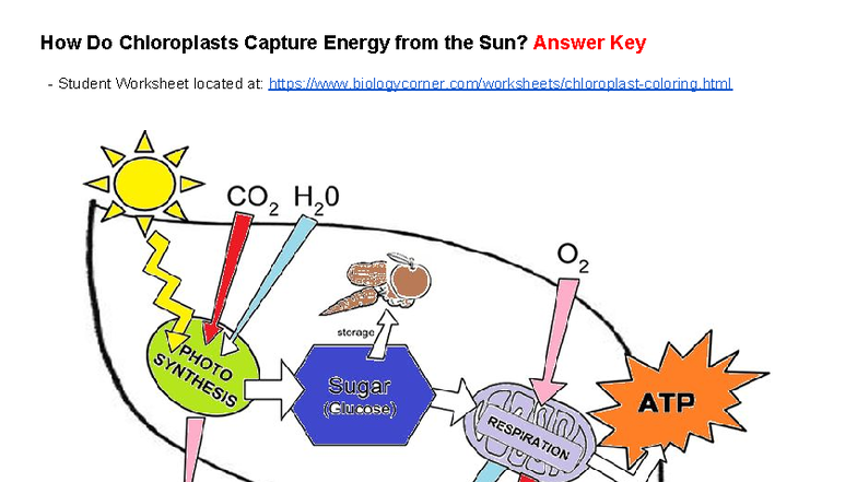 Photosynthesis Coloring Key-1: Understanding Chloroplasts and Energy ...