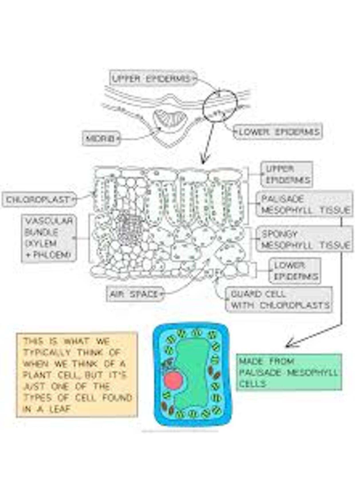 Plant Cell Structure Notes: Upper & Lower Epidermis, Mesophyll ...