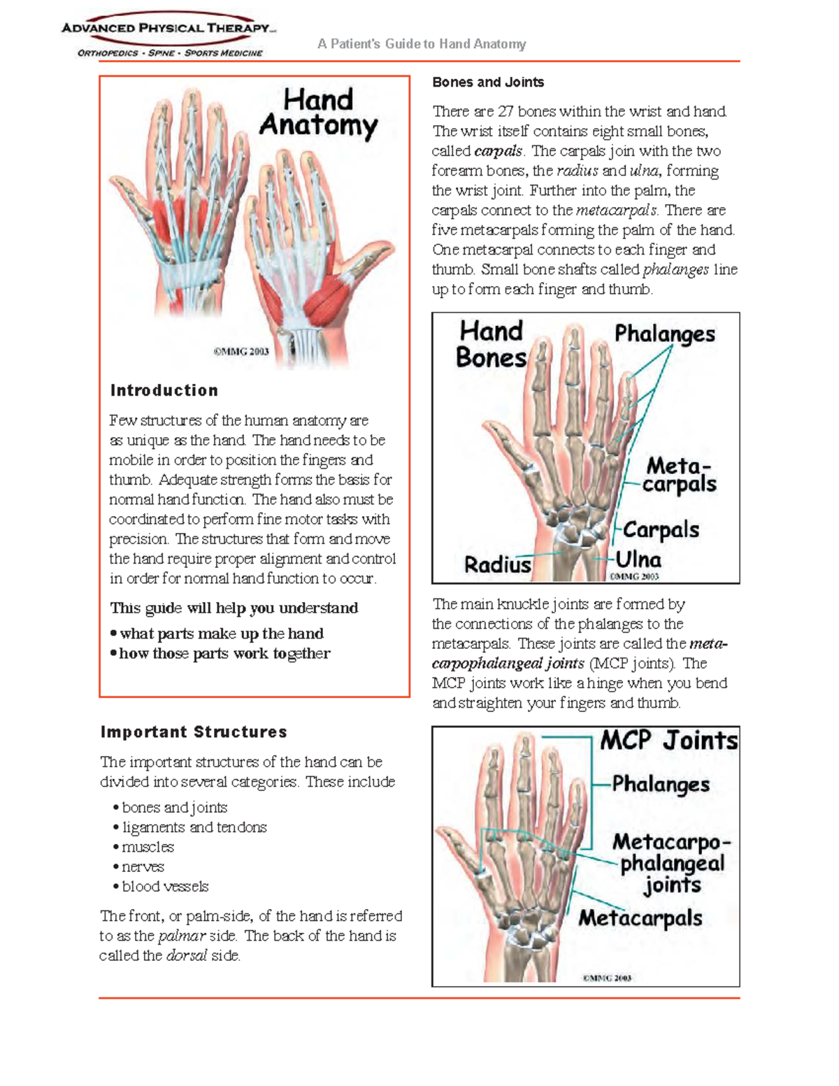 Hand Anatomy: A Comprehensive Guide to Bones and Joints - Studocu