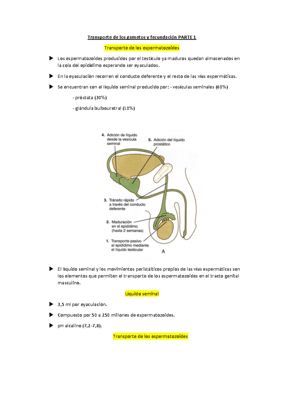 Transporte de Gametos y Fecundación: Parte 1 - Espermatozoides y Óvulos ...