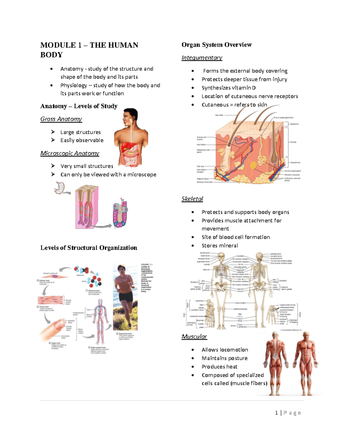 Anaphy-Notes - Anatomy and physiology - MODULE 1 – THE HUMAN BODY ...