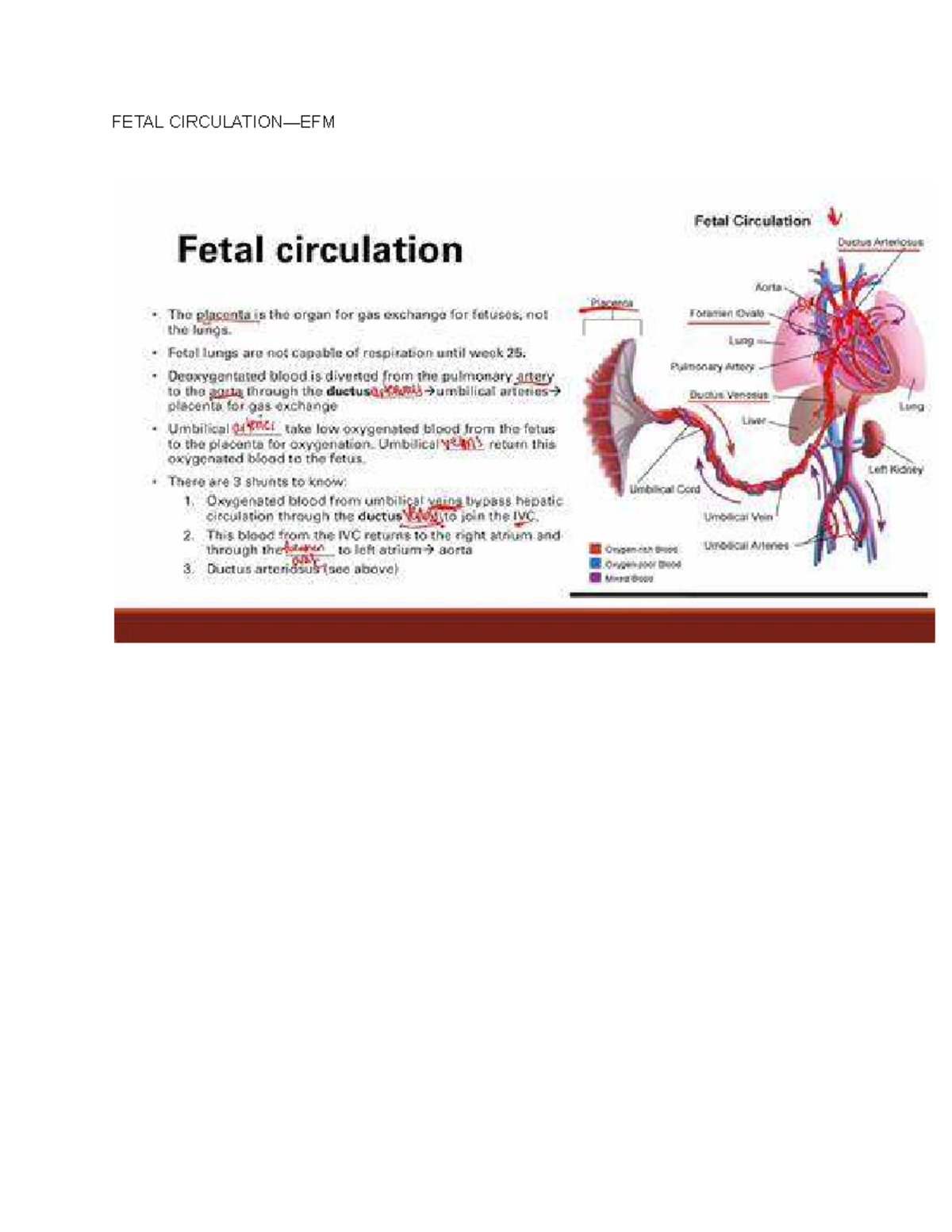 FETAL Fetal Circulation Overview and Key Concepts - EFM - Studocu