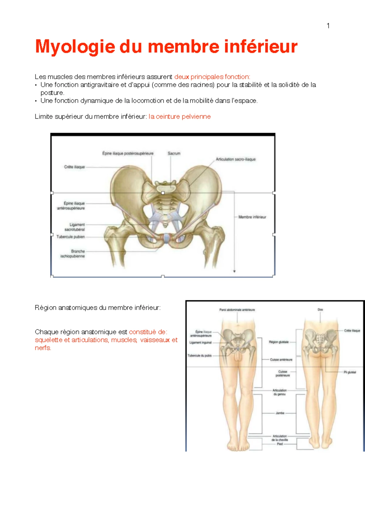 Chapitre 6 Les chaines musculaires - Myologie L2 STAPS 1 Les chaines ...