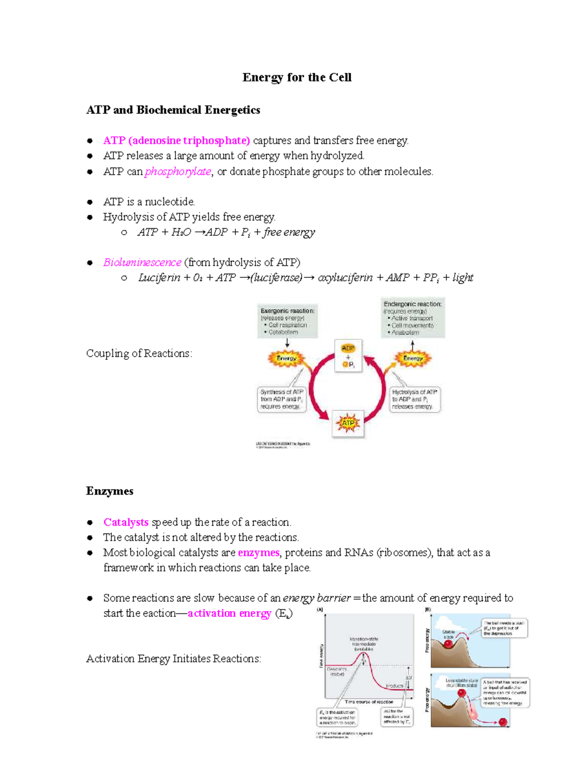 BIO115: Final Exam Notes on Cellular Energy & Division - Studocu