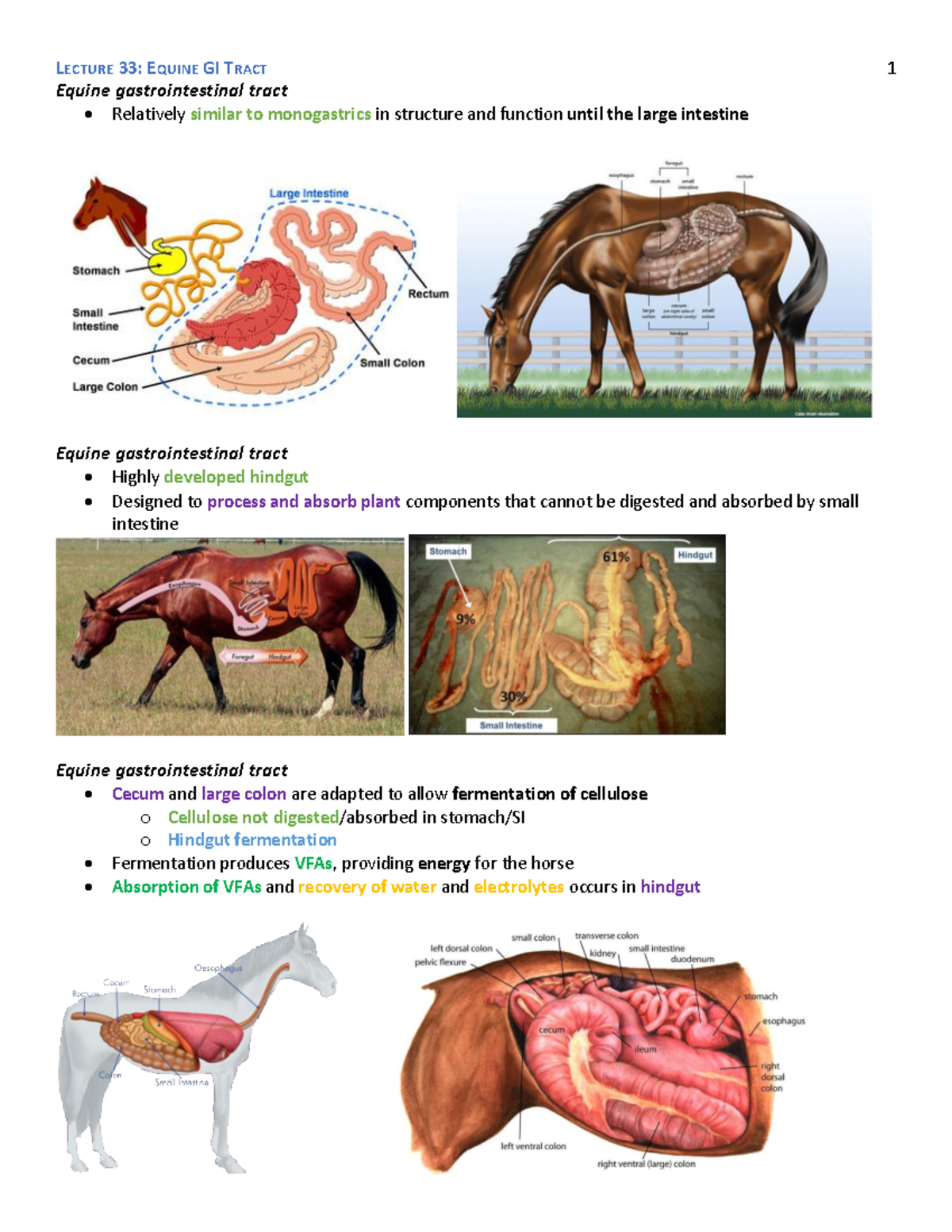Lecture 33: Overview of Equine GI Tract and Hindgut Fermentation - Studocu