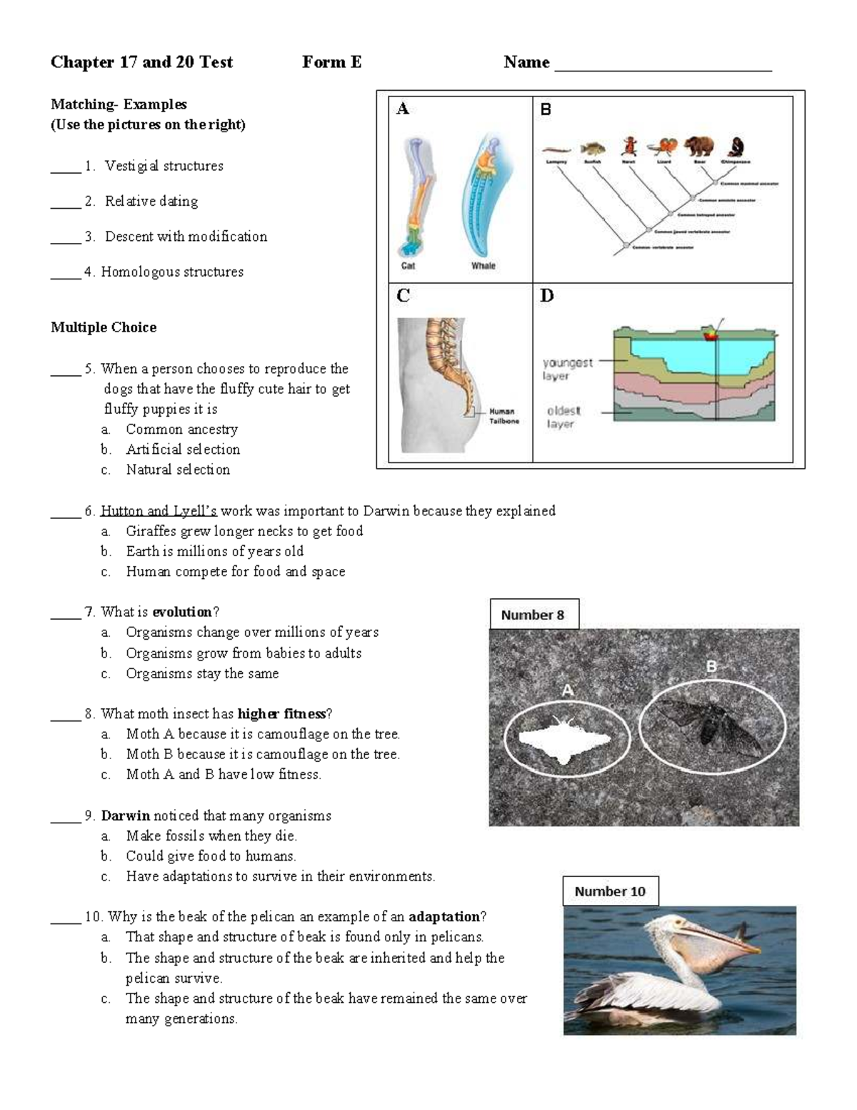 Biology Test Review: Chapters 17 & 20 - Form E - Studocu