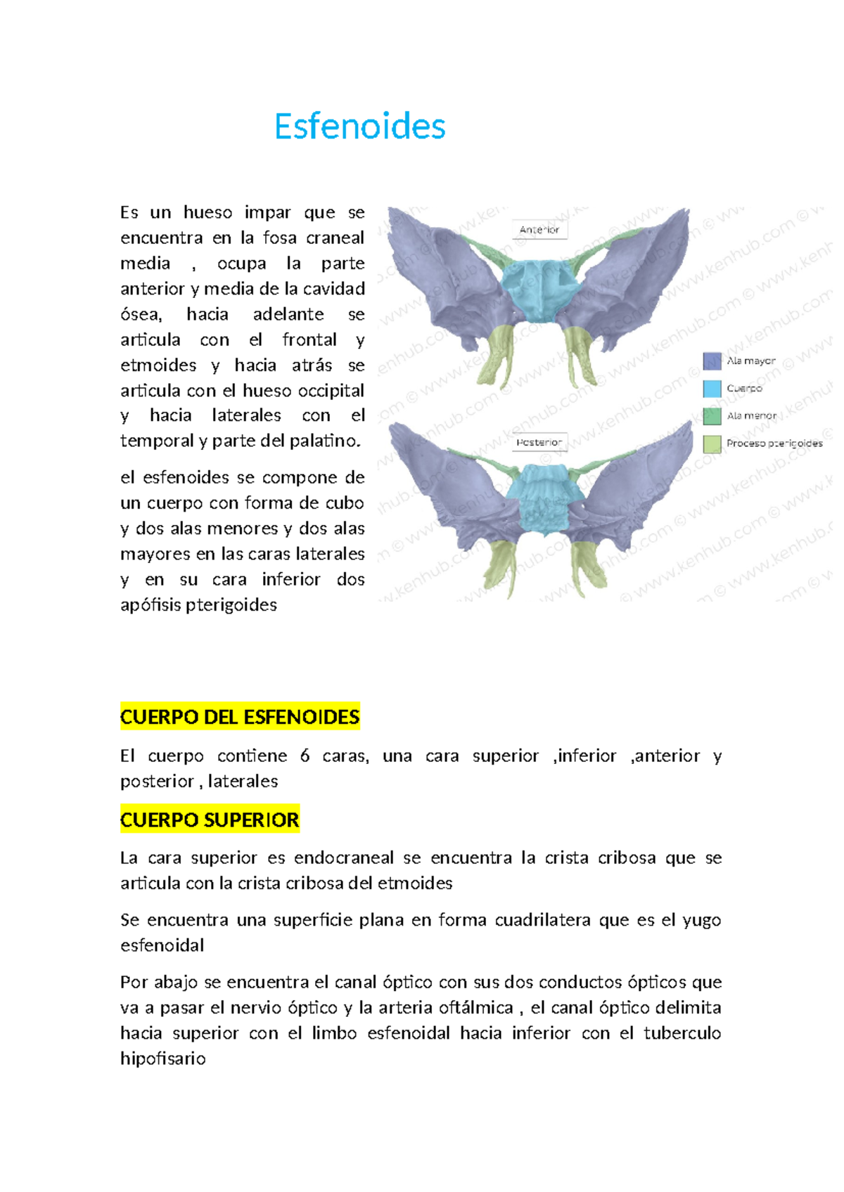 Esfenoides: Anatomía y Funciones del Hueso Impar en la Cráneo - Studocu