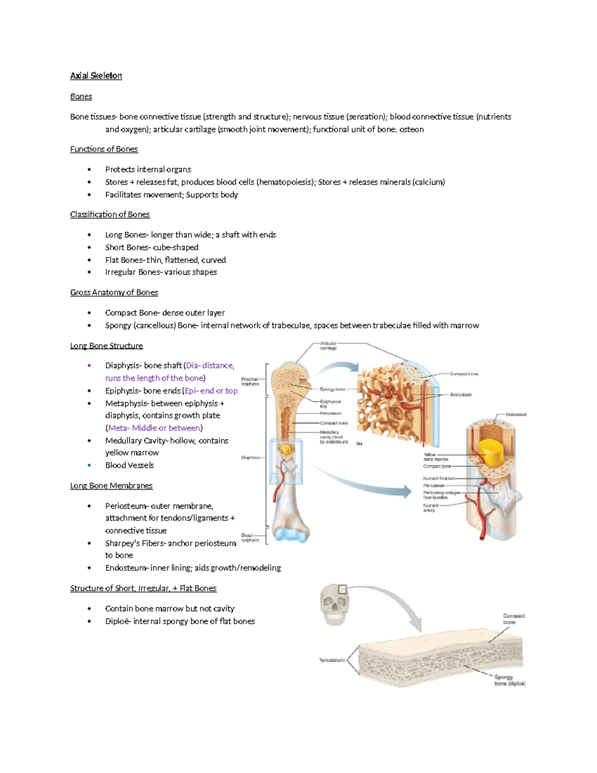 Anatomy Week 2 - ... - Axial Skeleton Bones Bone tissues- bone ...