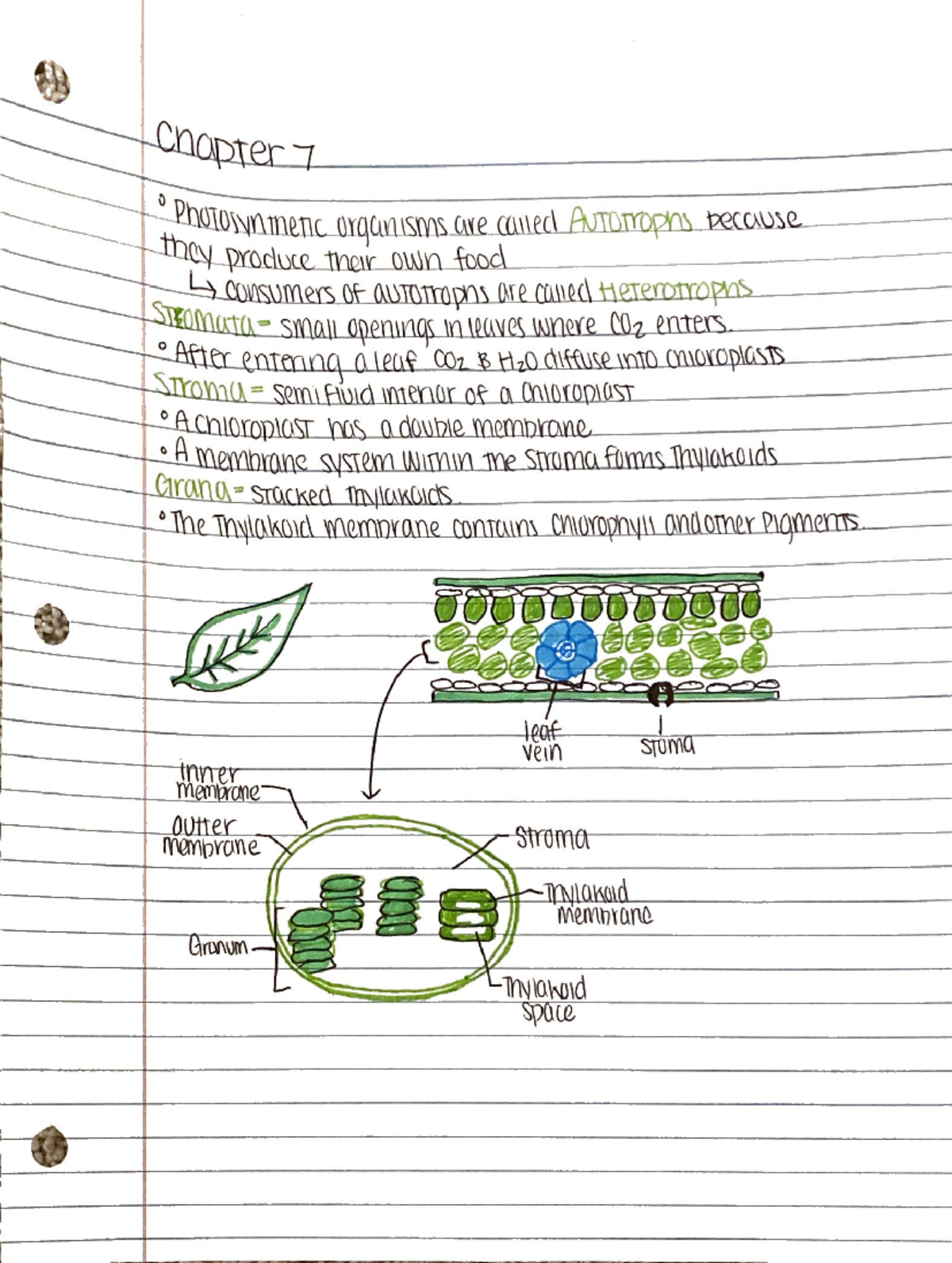 AP Bio Chapter 7 Notes: Photosynthesis & Autotrophs vs. Heterotrophs ...